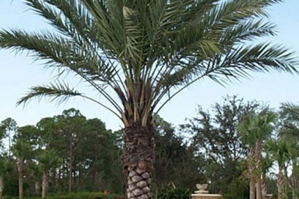 Palms | Architectural Land Design, Inc. of Southwest Florida